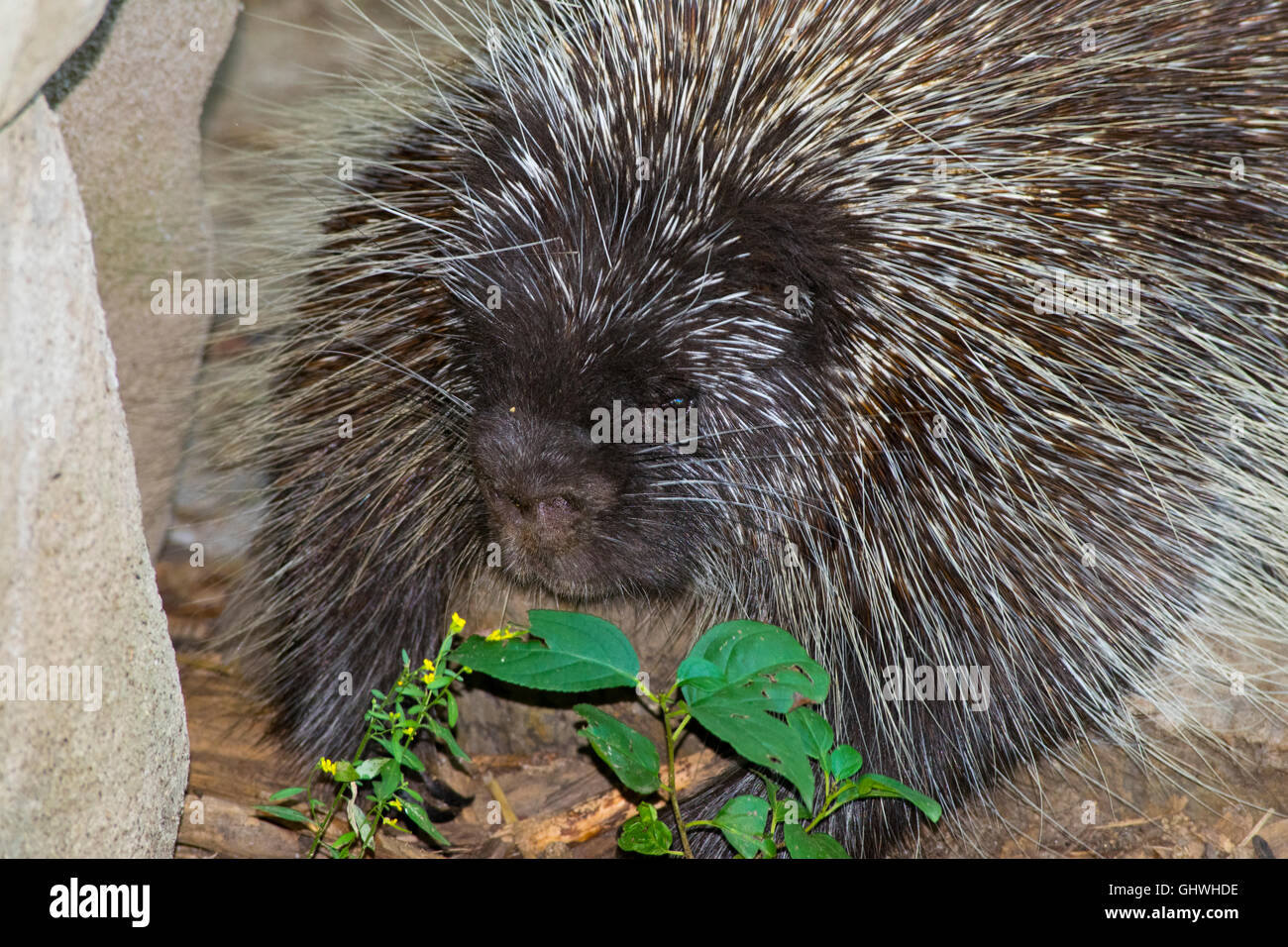 Close-up of a Common Porcupine Stock Photo - Alamy
