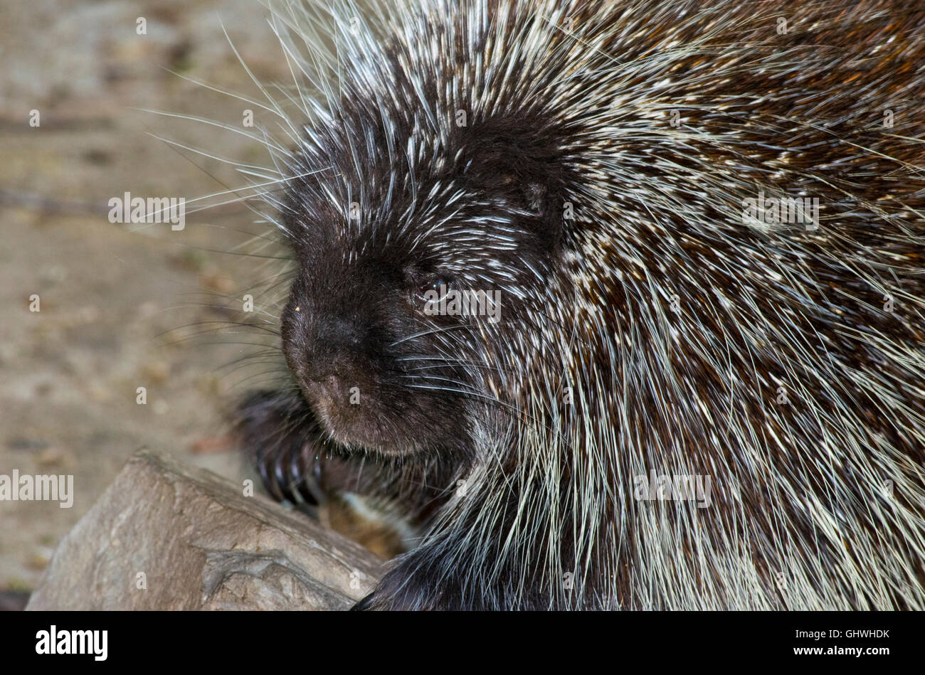 Close-up of a Common Porcupine Stock Photo - Alamy