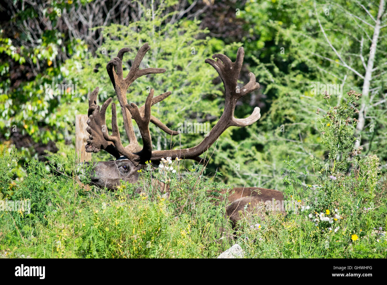 Male caribou hi-res stock photography and images - Alamy