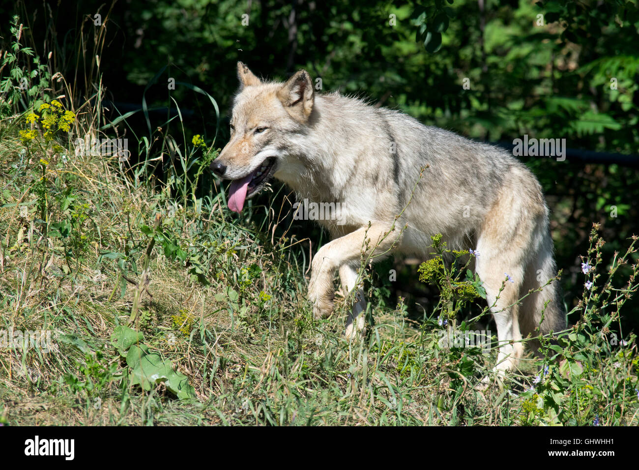 A Gray Wolf Stock Photo - Alamy