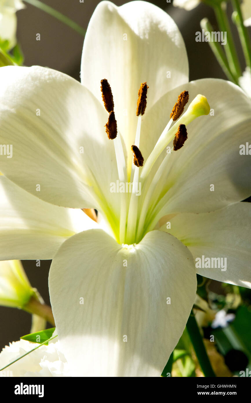 White Lilies Wallpaper