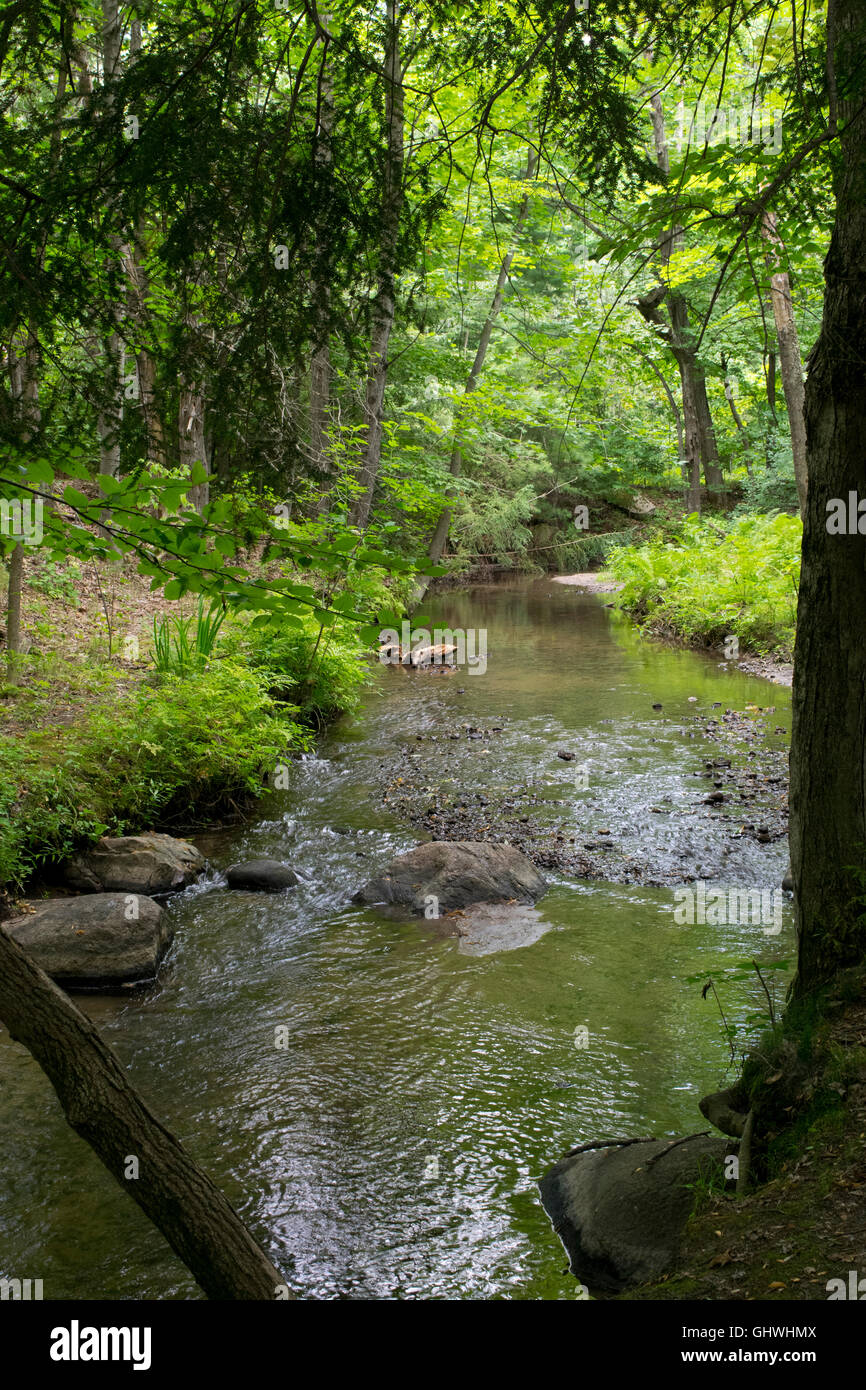 A stream in the woods Stock Photo - Alamy
