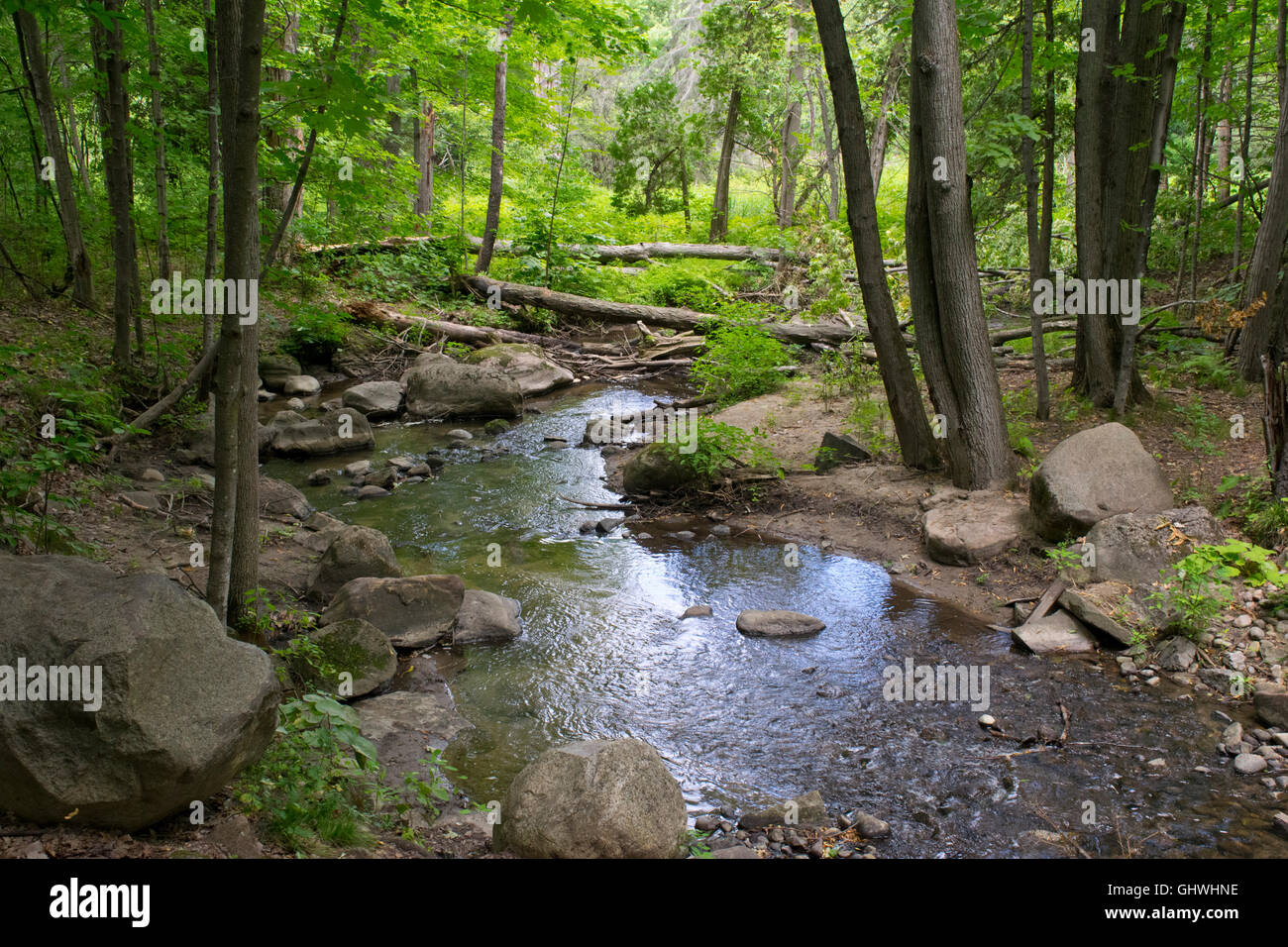 A stream in the woods Stock Photo - Alamy