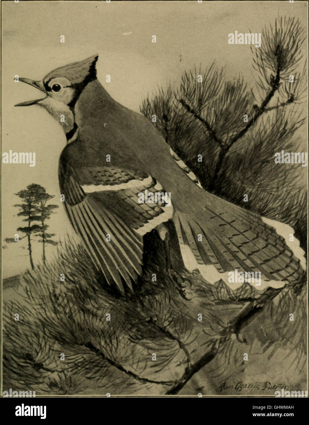 True Bird Stories from My Note-Books, published in 1903, compiles ...