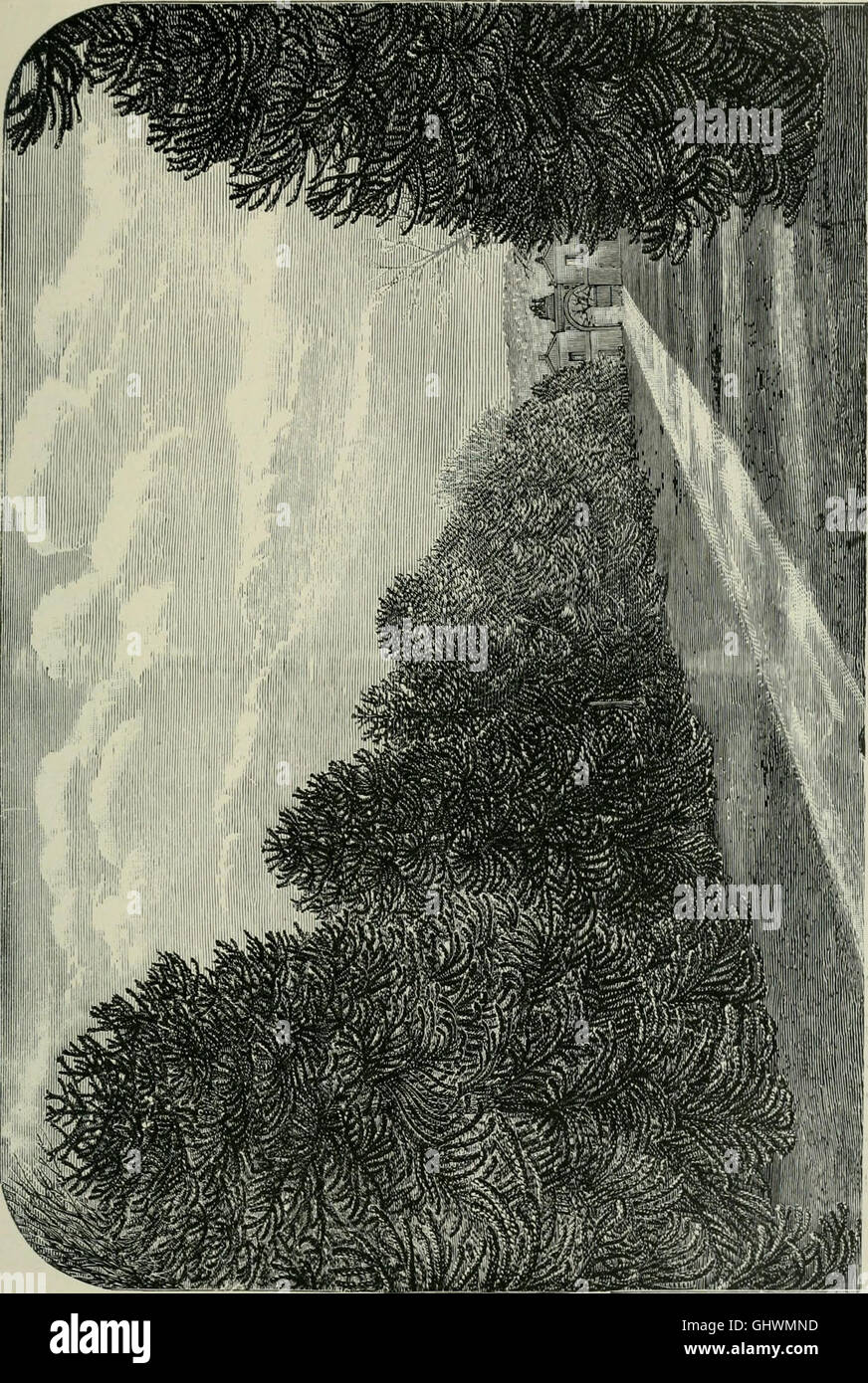 *Veitch's Manual of the Coniferae* provides a detailed review of ...