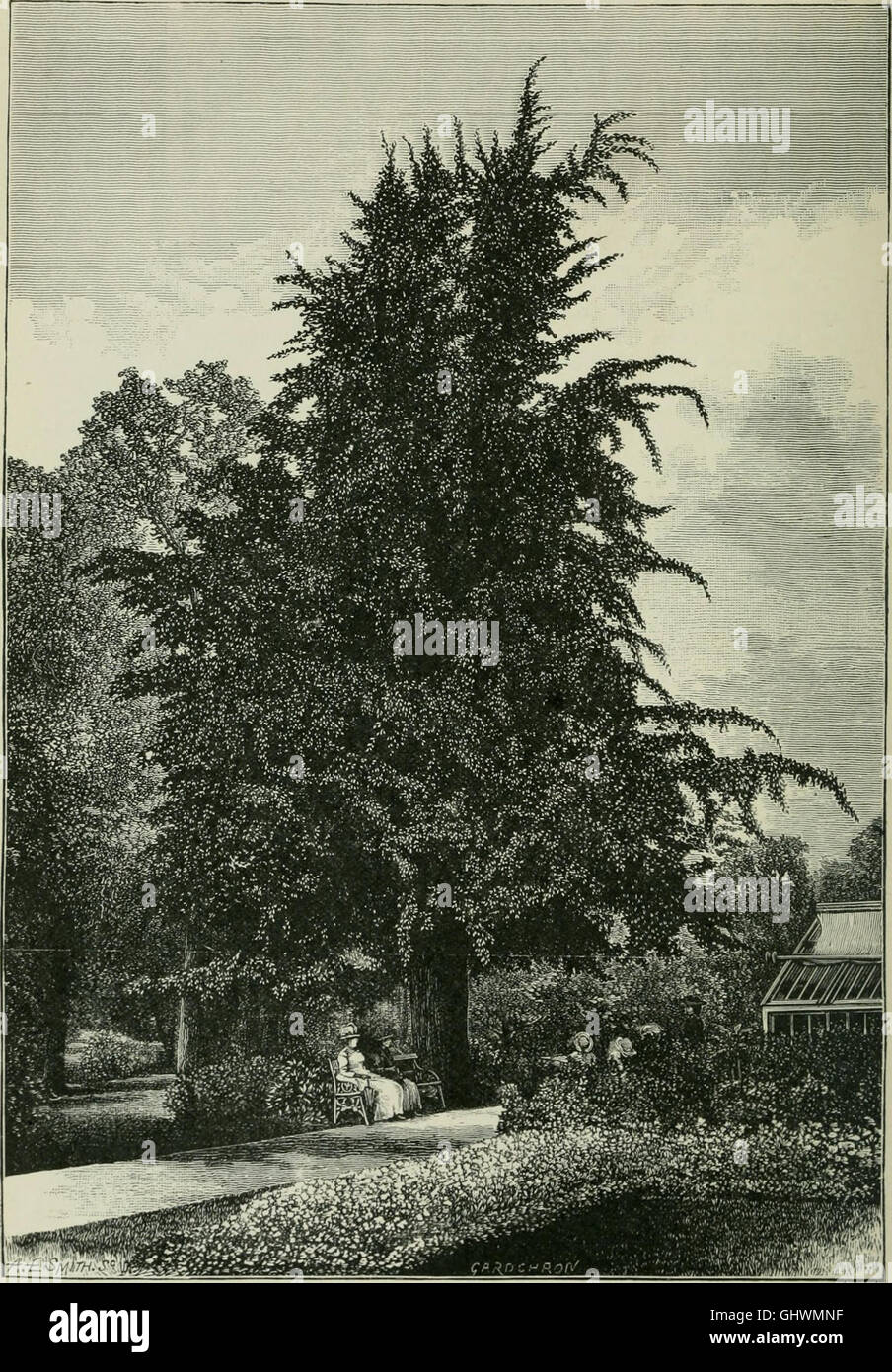 Veitch's Manual of the Coniferae provides a comprehensive overview of ...