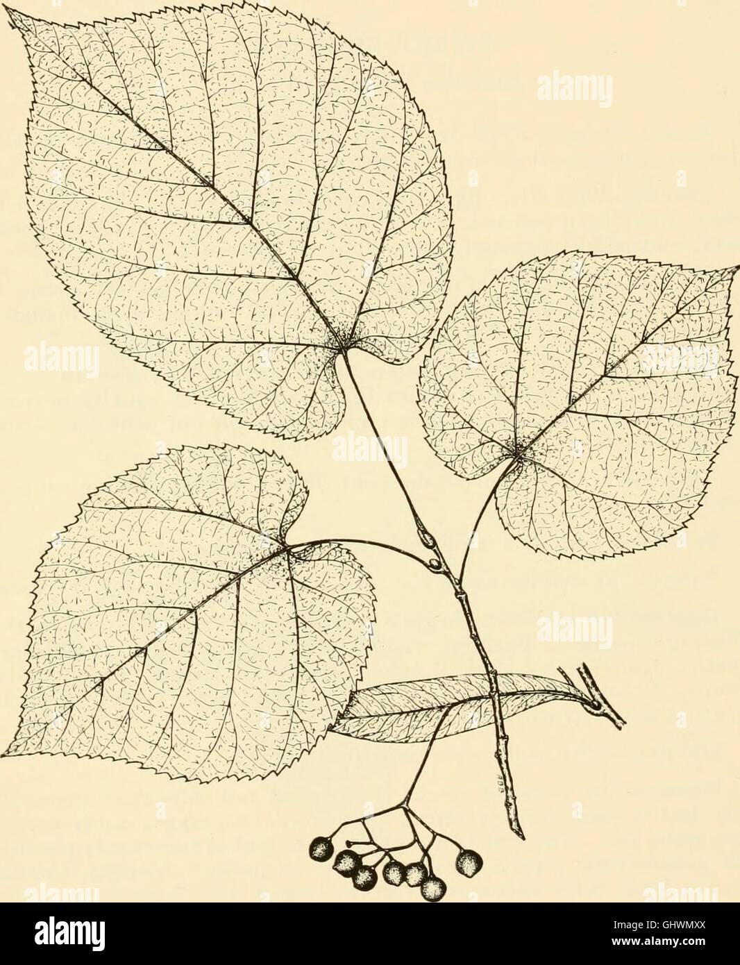 This 1920 publication catalogs the various tree species native to West ...
