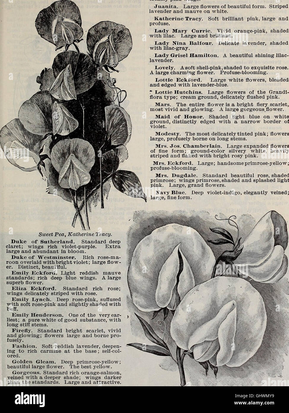This catalog highlights Wheeler's offerings of high-quality seeds ...