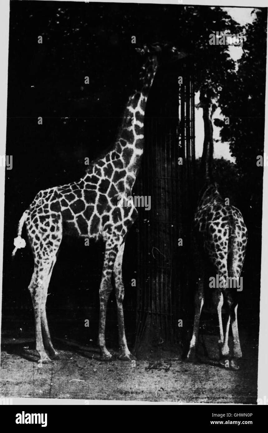 This 1911 work showcases the photographic documentation of wild animals ...