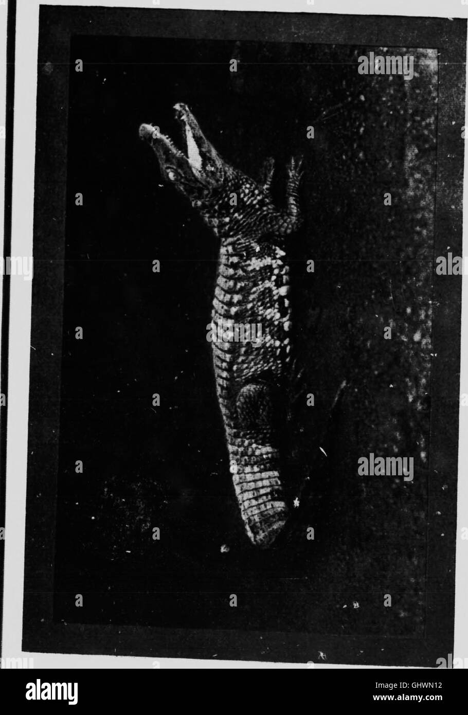 This 1911 work focuses on capturing wild animals through photography ...