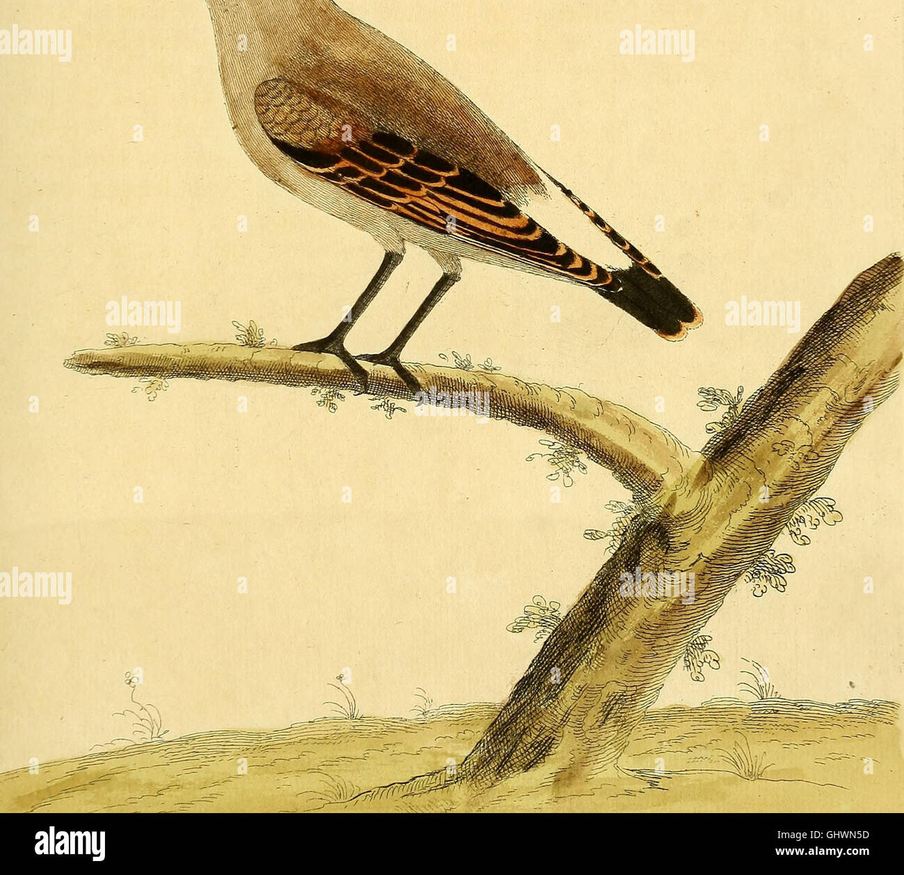 Cover of the 1731 book 'A Natural History of Birds', featuring detailed ...