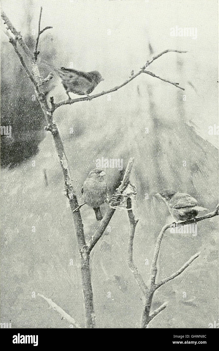 This 1901 work captures wild nature through illustrations and ...
