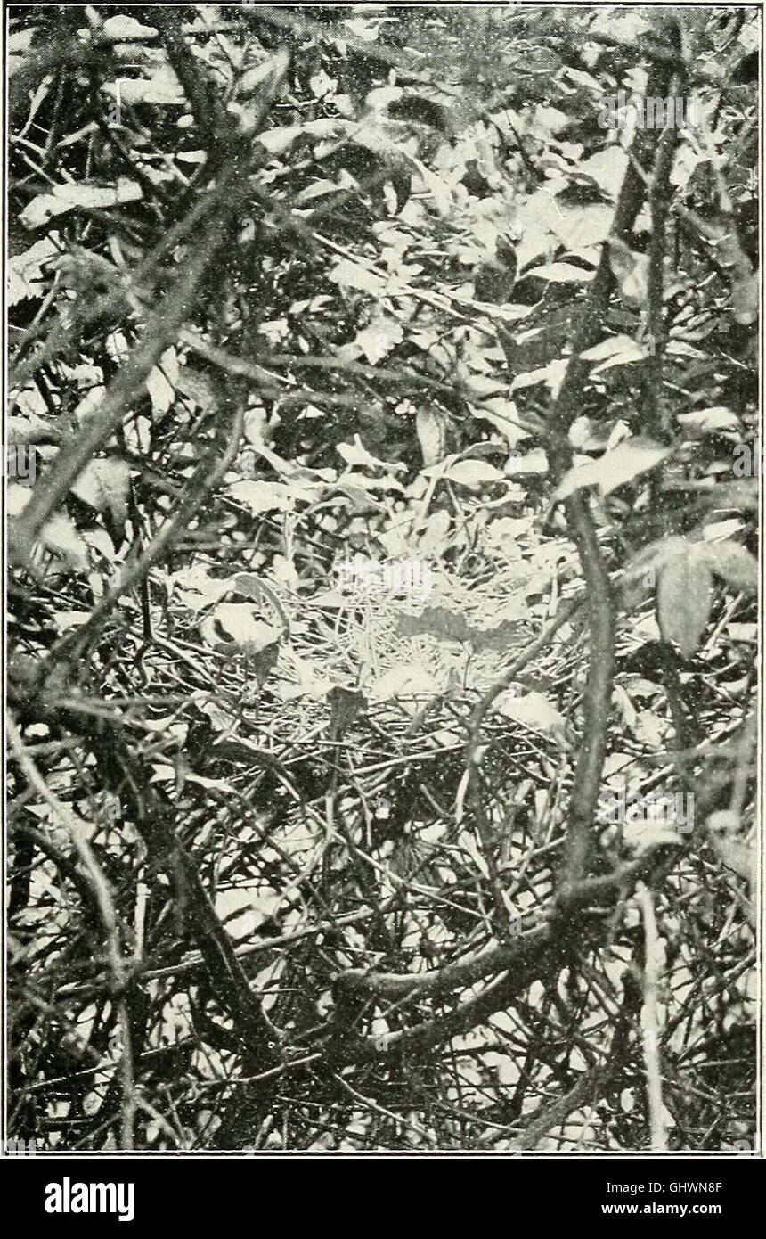 This 1901 work features a collection of images capturing the beauty of ...