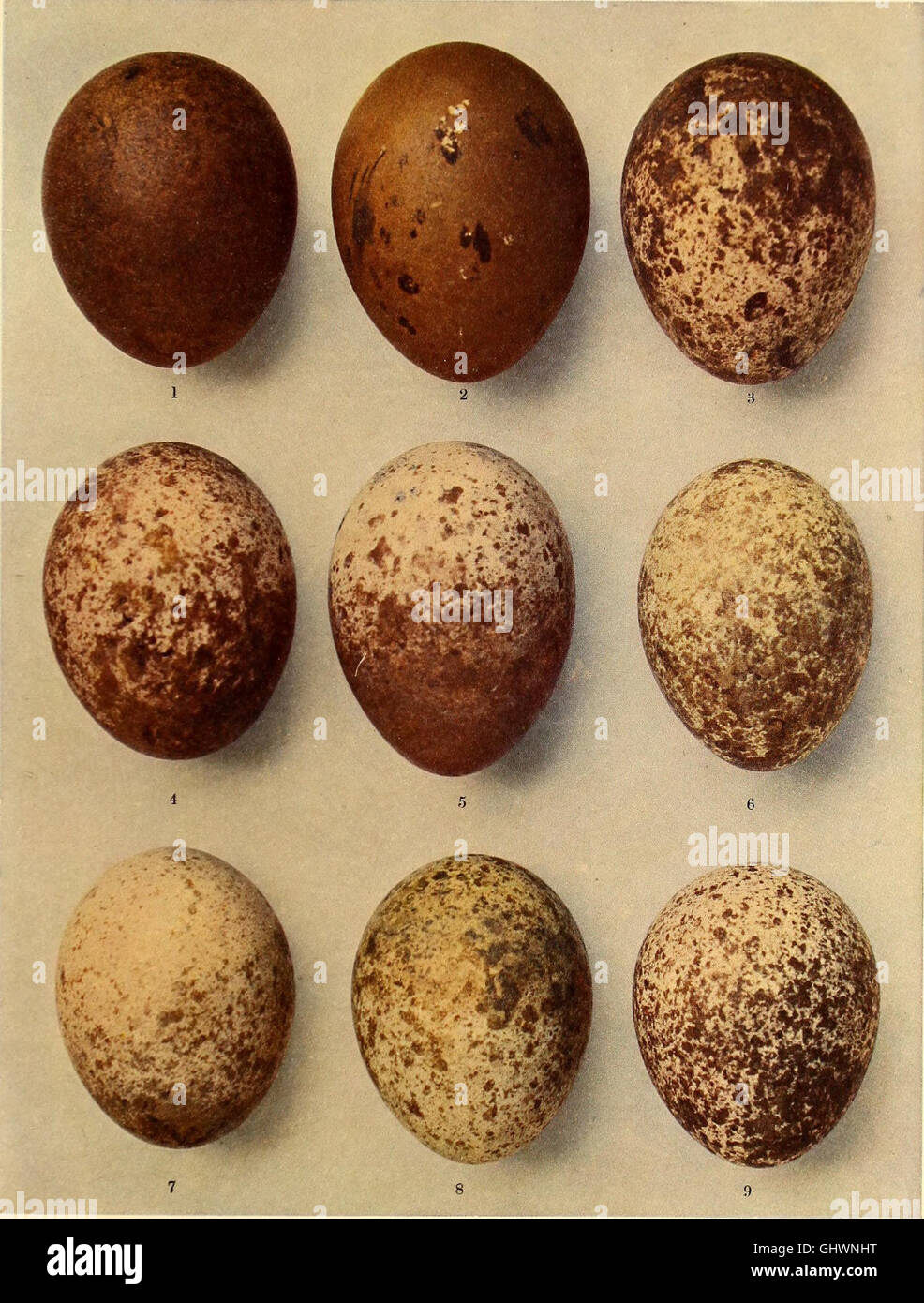 This 1921 work provides a comprehensive overview of diurnal birds of ...