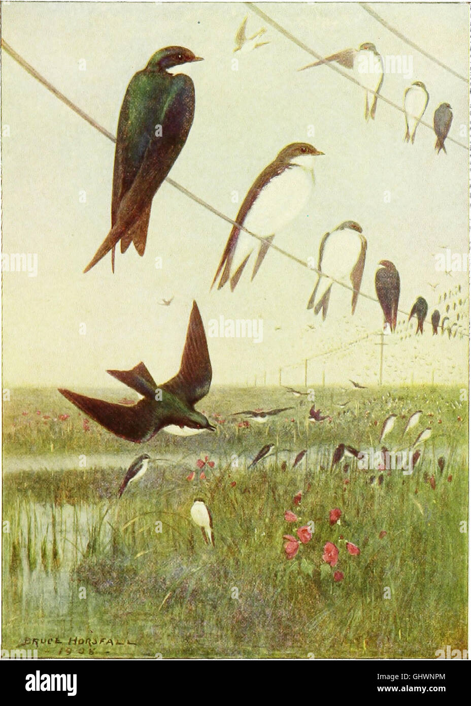 *A Year with the Birds* (1916) provides an account of birdwatching ...