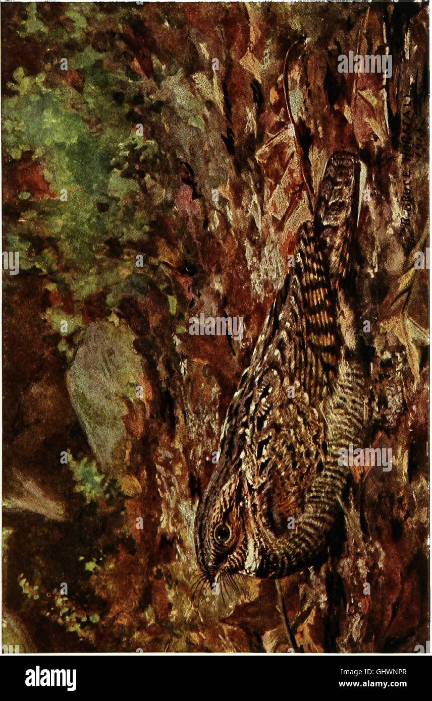 'A Year with the Birds' (1916) offers a year-long observation of bird ...