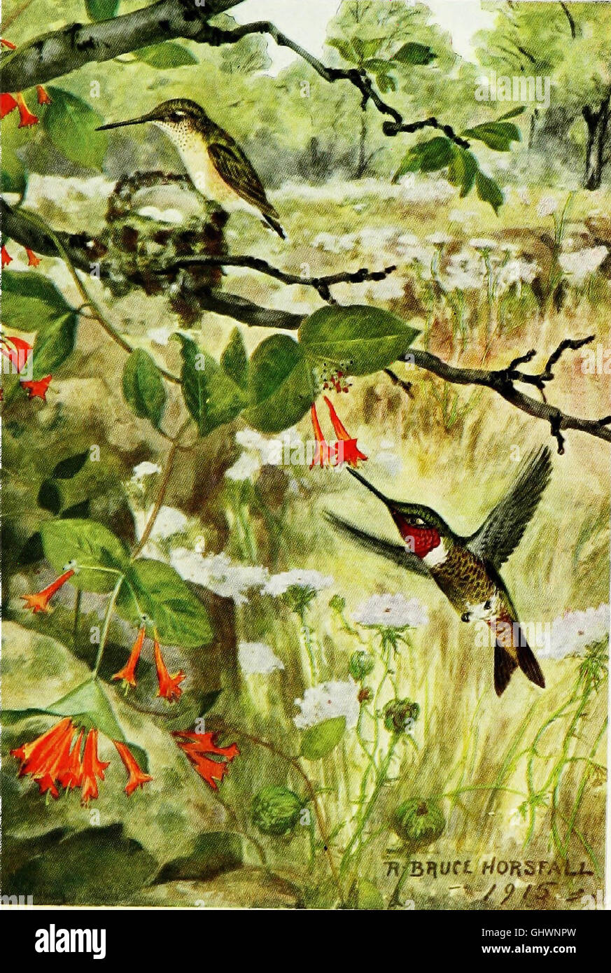 'A Year with the Birds' (1916) chronicles a year-long study of bird ...