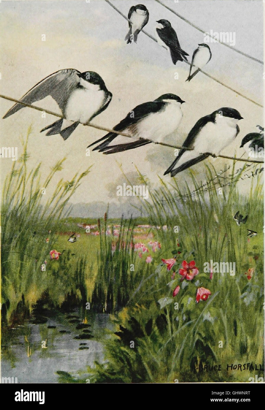 This 1917 book follows the life of birds over the course of a year ...