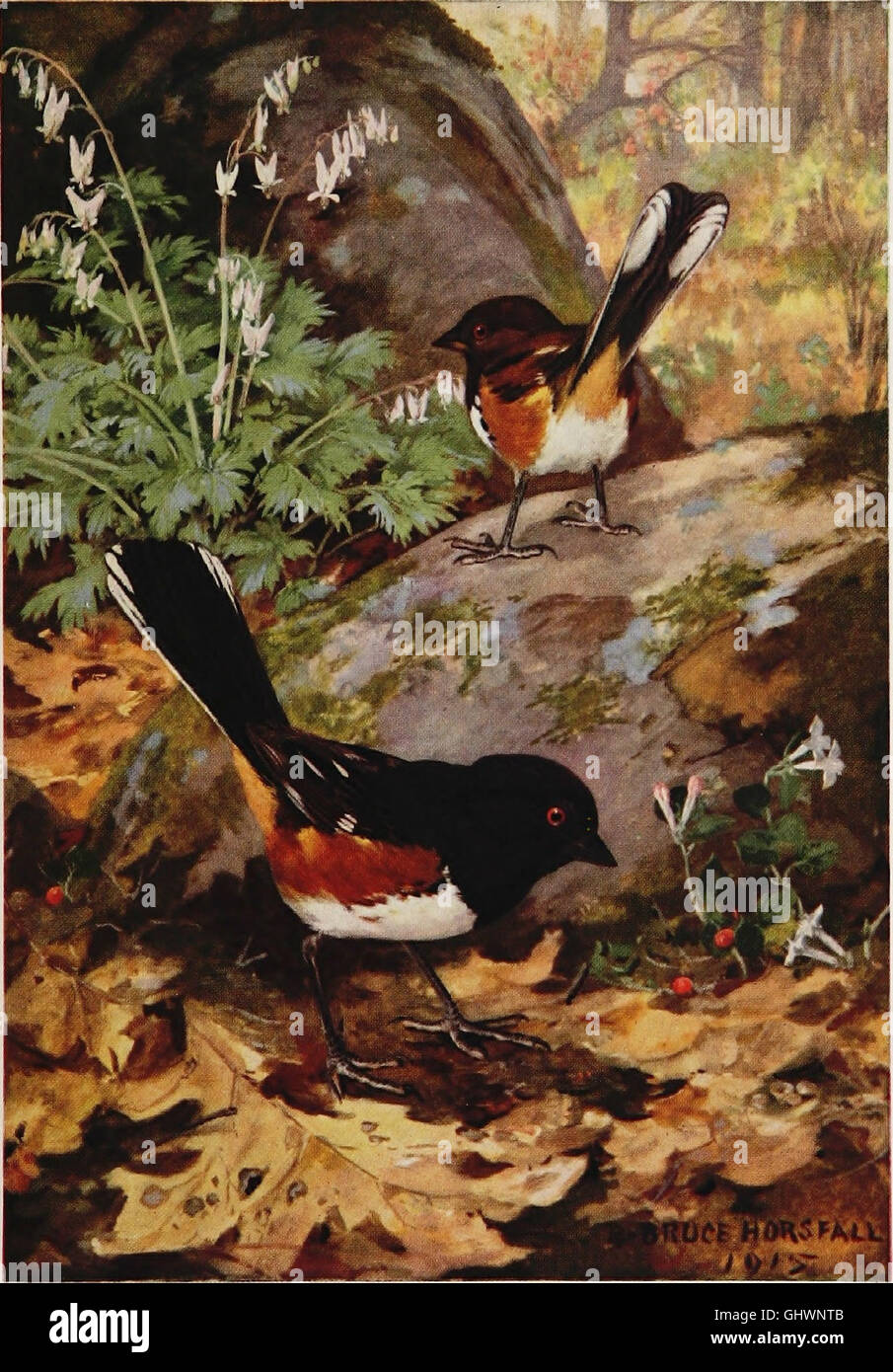 A Year with the Birds (1917) provides a detailed account of a year in ...