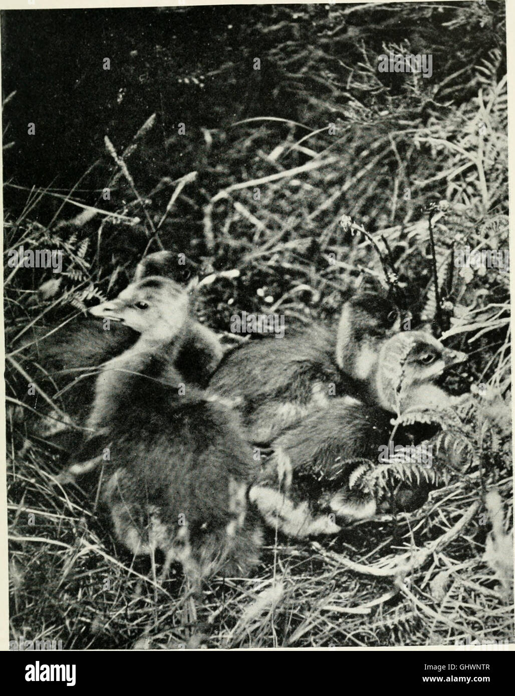 *Baby Birds at Home* (1912) provides guidance on the care and nurturing ...