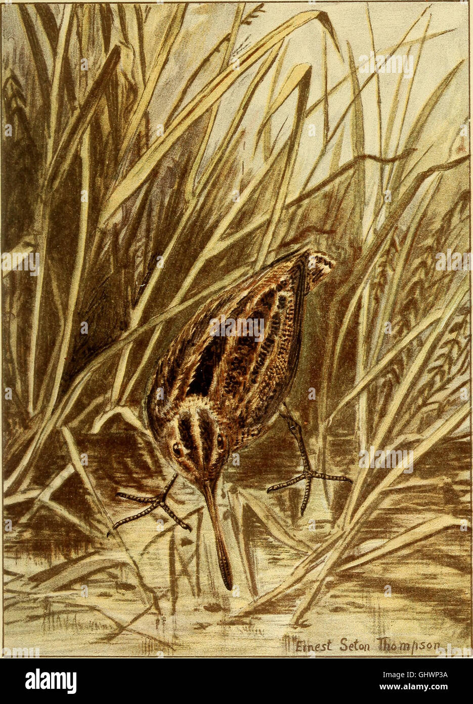 Published in 1898, this guide provides an introduction to the study of ...