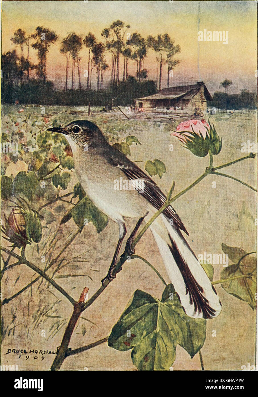 'Bird-lore' (1909) is a periodical focusing on the study and ...