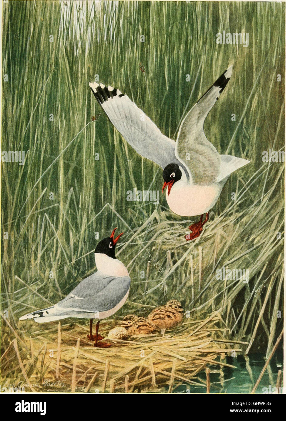 'Bird-Lore' (1910) was a publication dedicated to the study and ...