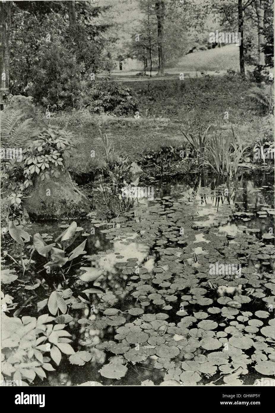 'Bird-lore' from 1911 is a journal dedicated to the study and ...