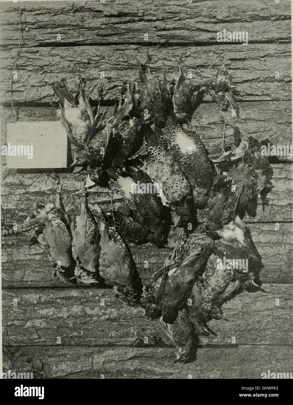 'Bird-lore' (1911) is a journal that focuses on the study of birds and ...