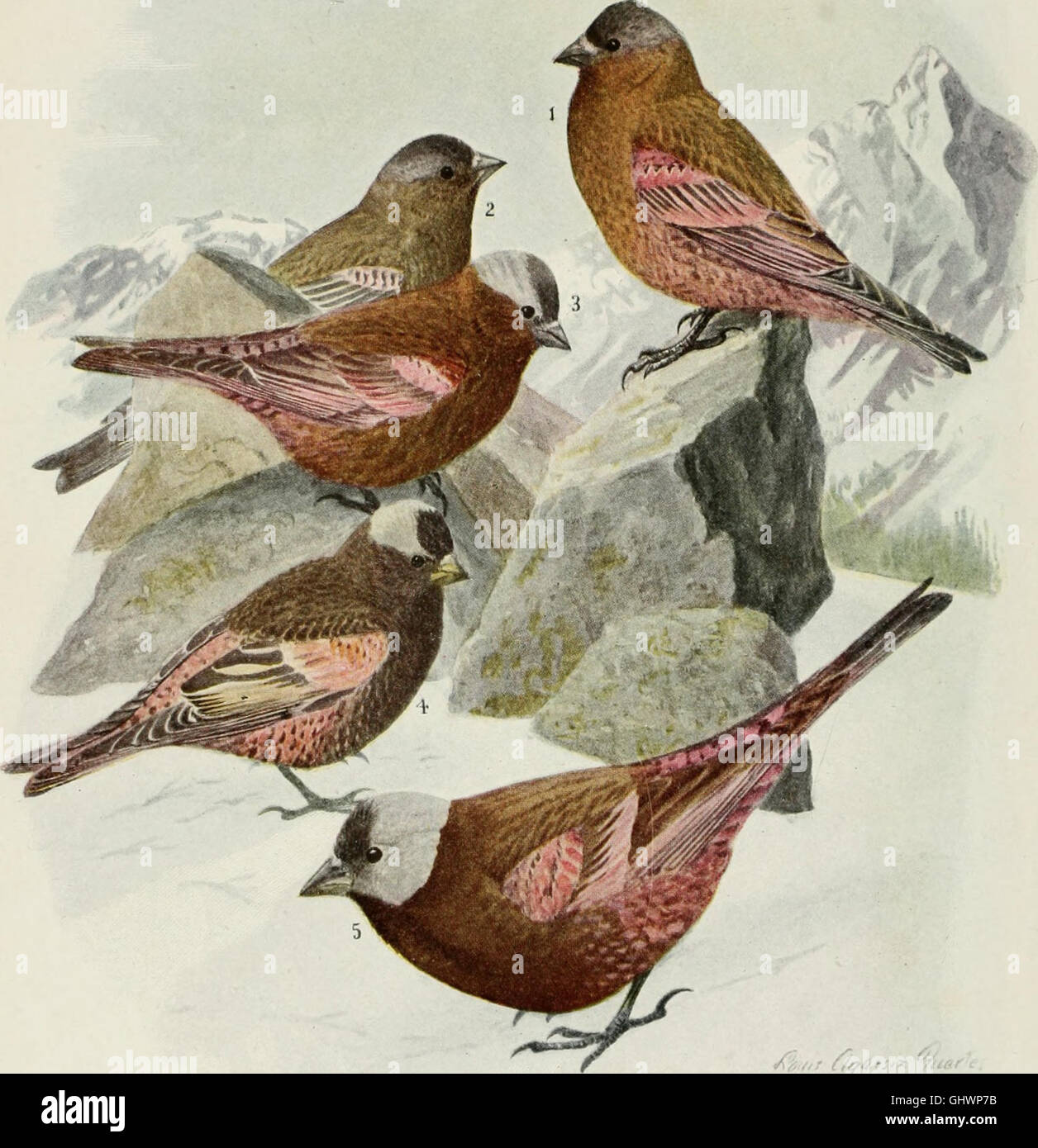 A 1913 publication dedicated to birdwatching, ornithology, and the ...
