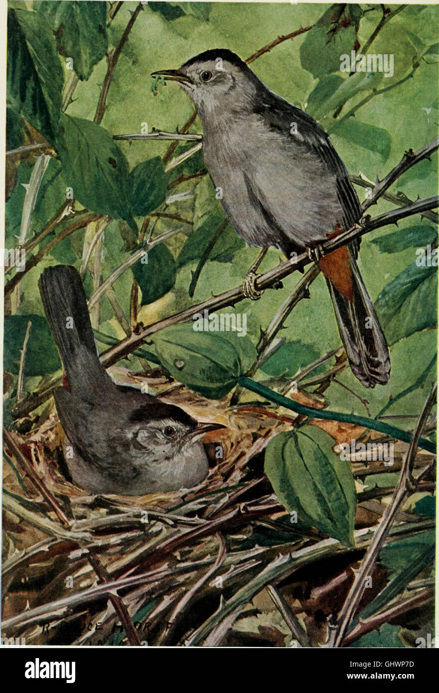 Bird-lore from 1913 offers a detailed account of bird species, their ...