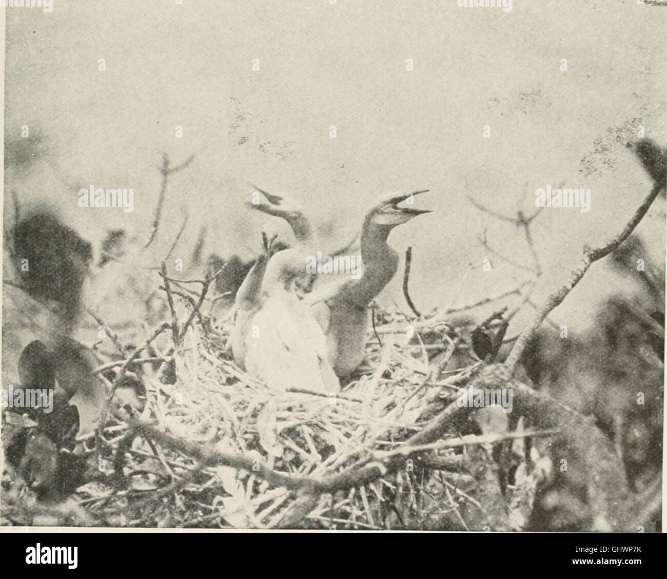 A 1913 publication focused on ornithology and birdwatching, with ...