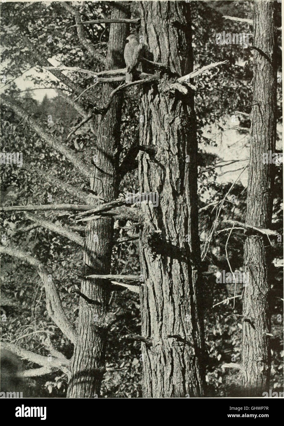 'Bird-lore' (1913) is a journal focusing on ornithology, bird ...