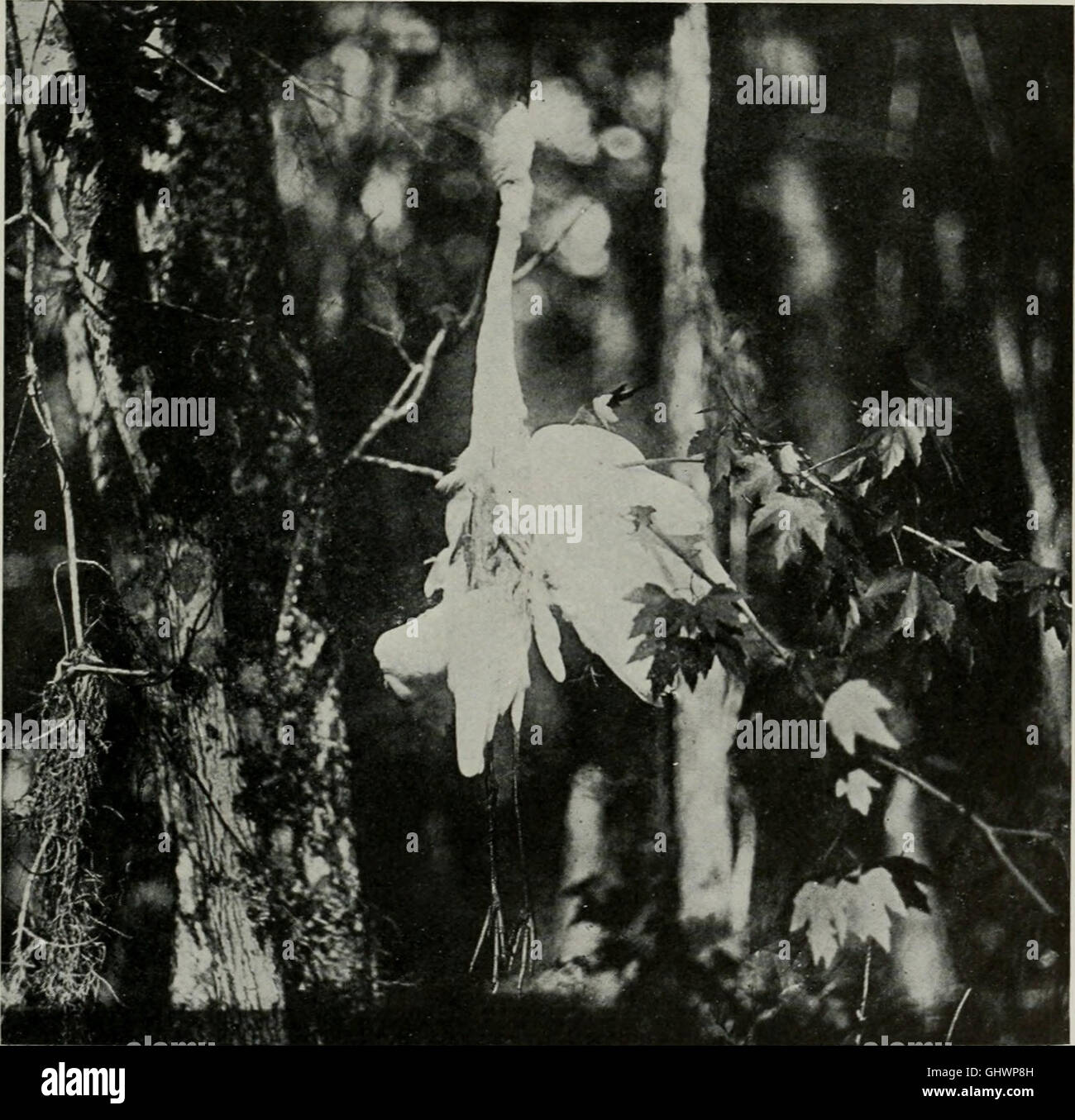 Bird-lore is a periodical from 1914 dedicated to the study and ...