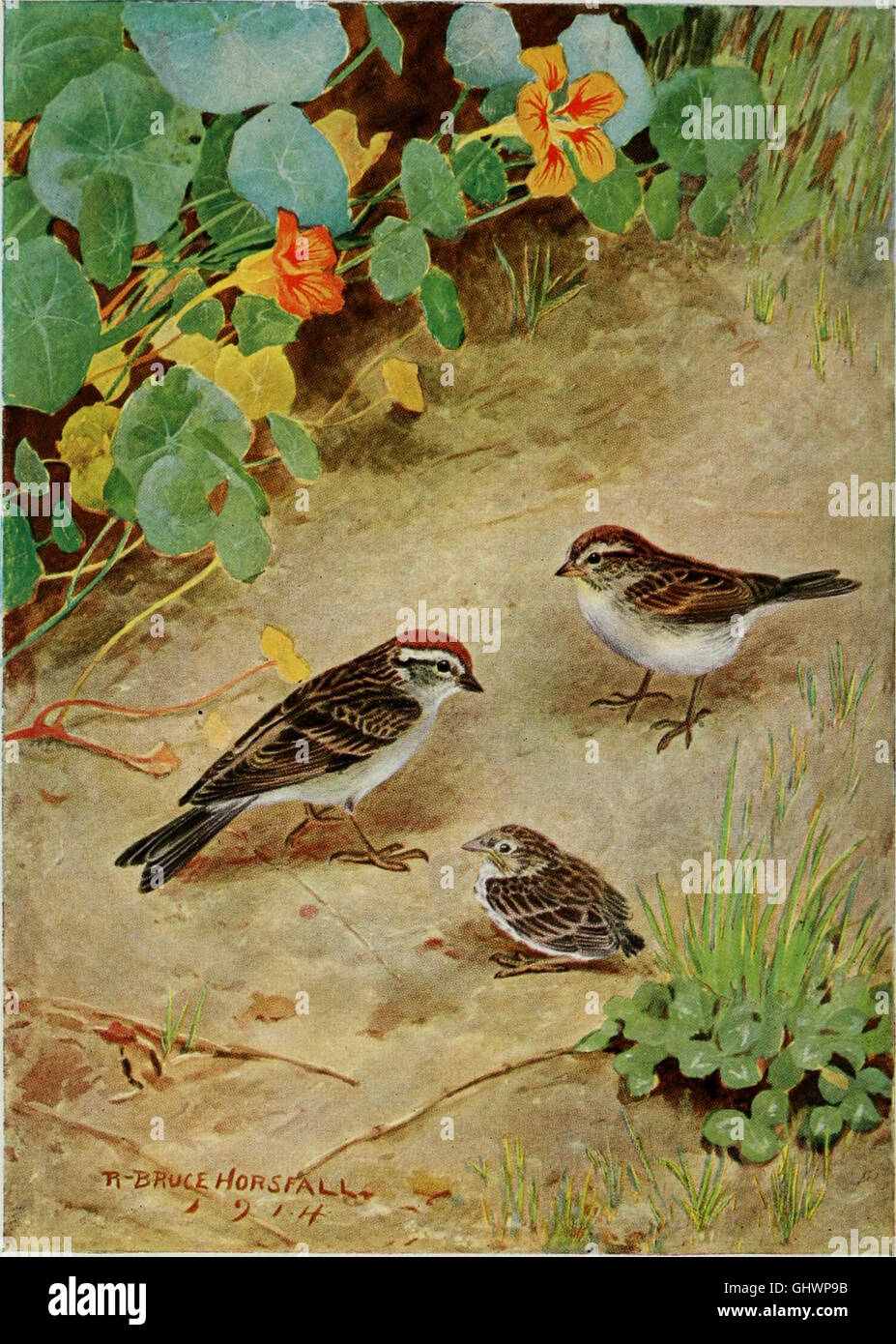 'Bird-lore' (1915) provides insights into birdwatching, species ...