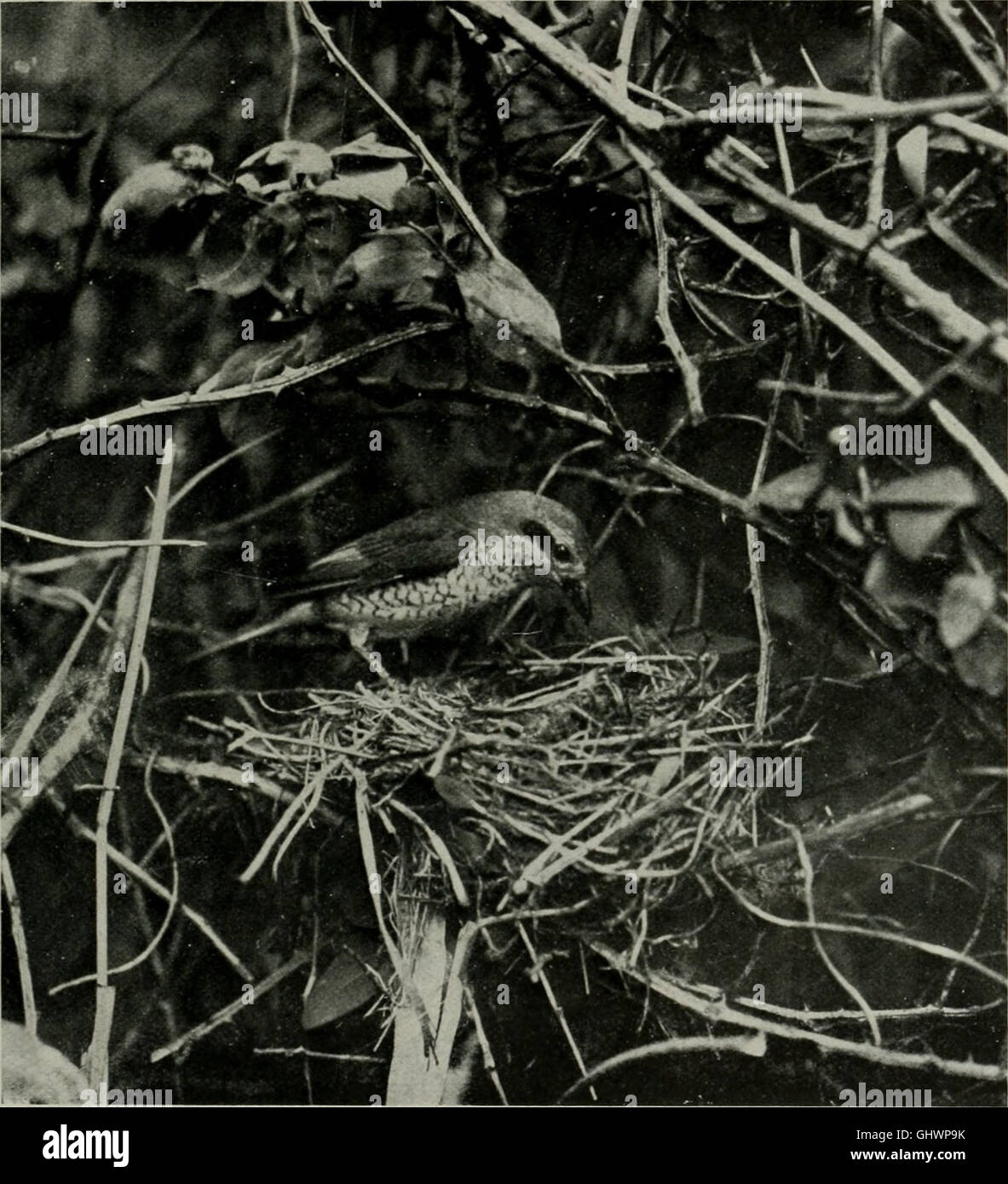 Bird-Lore, a 1915 journal, focused on ornithology, providing research ...