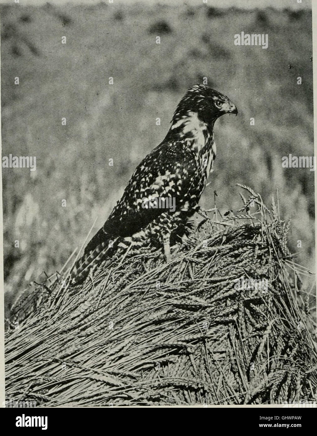 A 1916 publication dedicated to the study and observation of birds. It ...