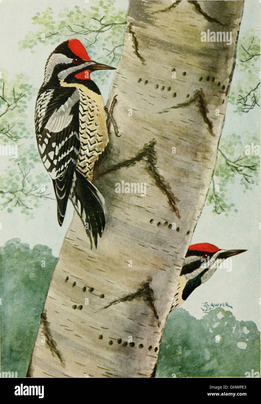 'Bird-lore' (1920) is a periodical focused on the study and observation ...