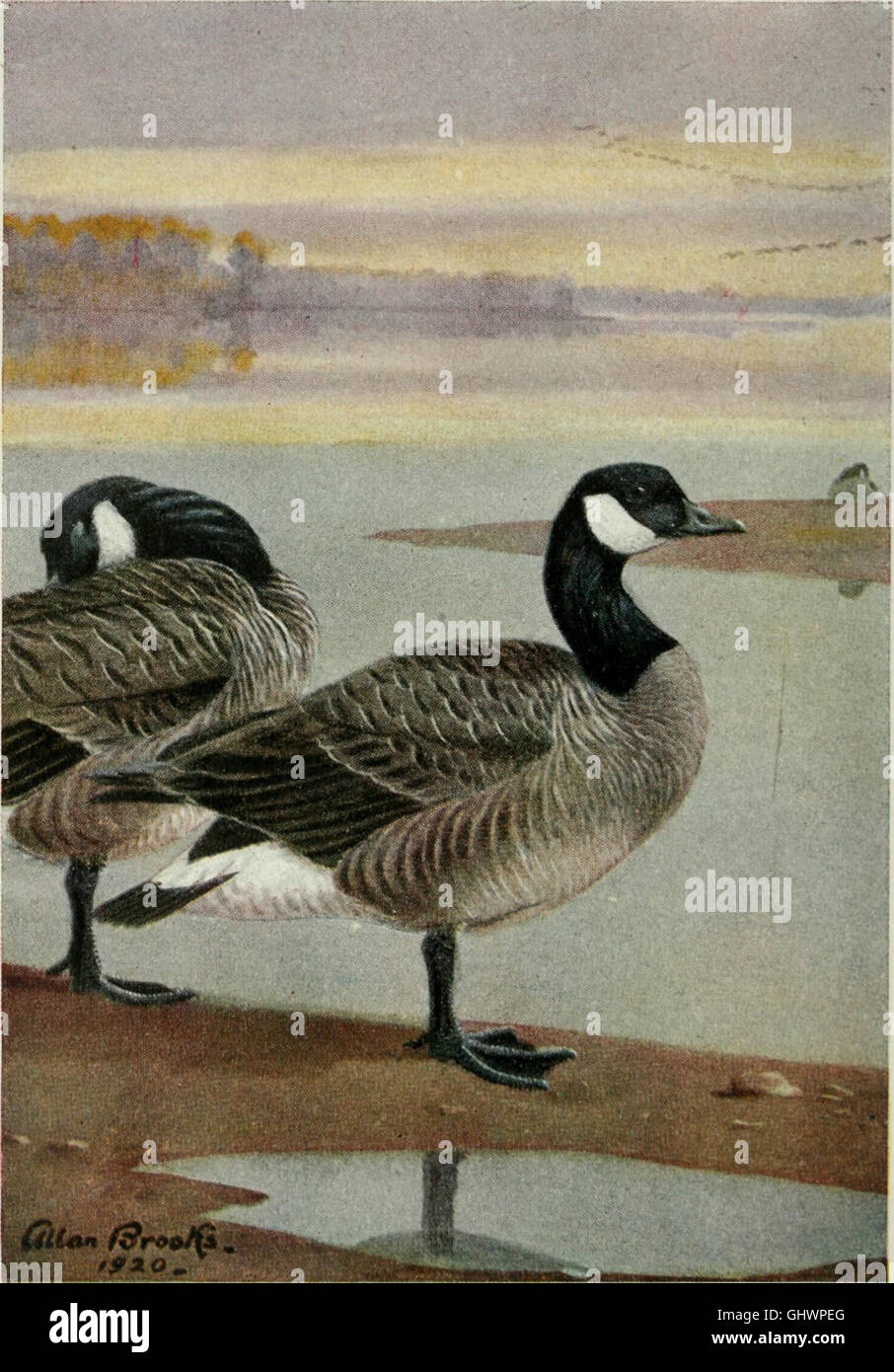 Published in 1921, Bird-lore is a publication dedicated to the study ...