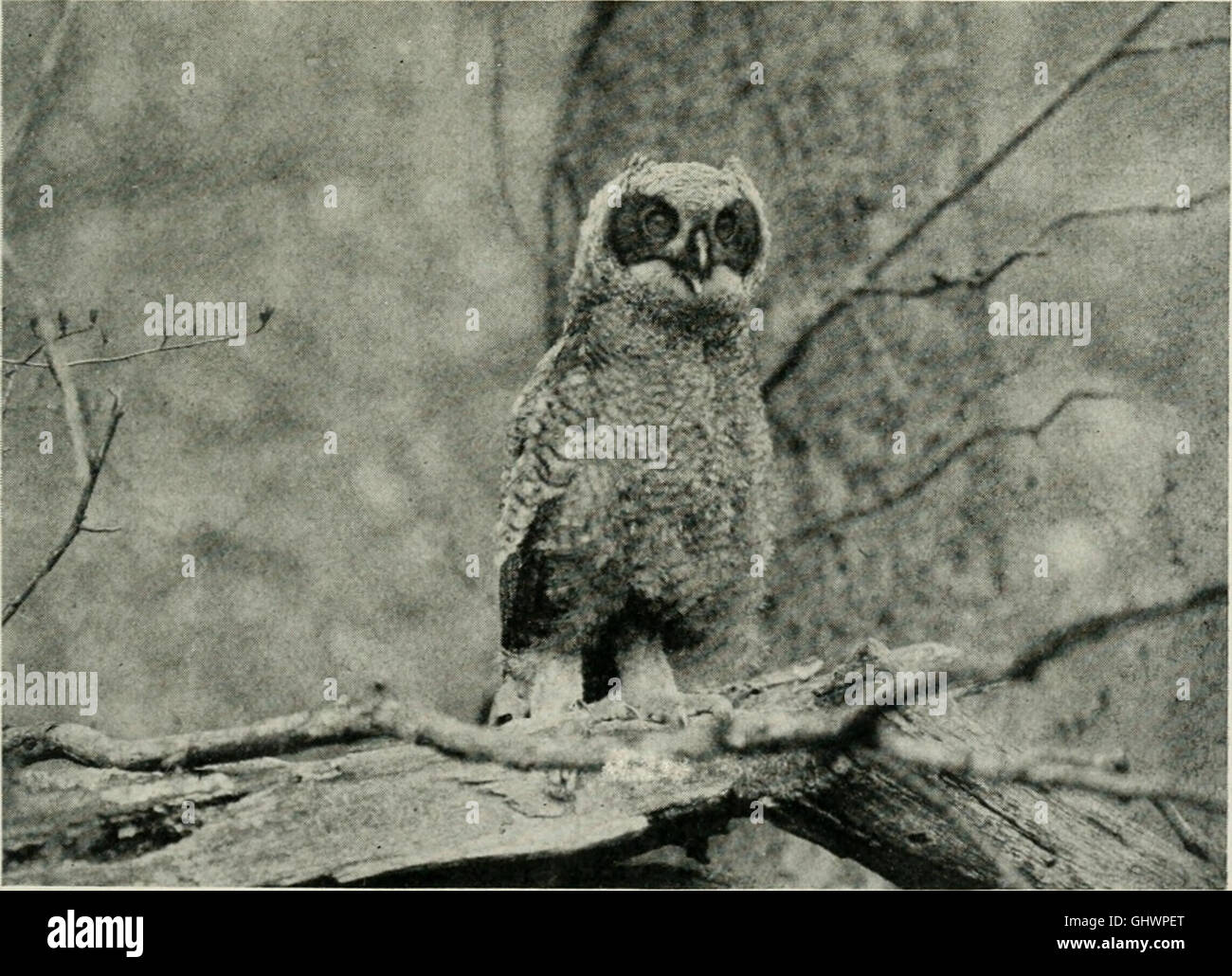 'Bird-lore' (1921) is a publication dedicated to the study of birds ...