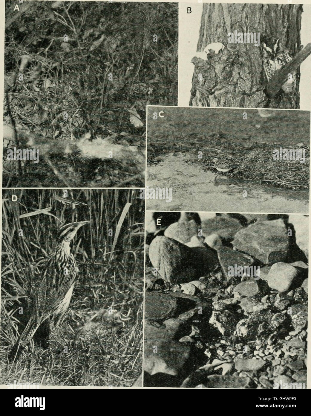 'Bird-lore' (1921) is a publication dedicated to the study and ...