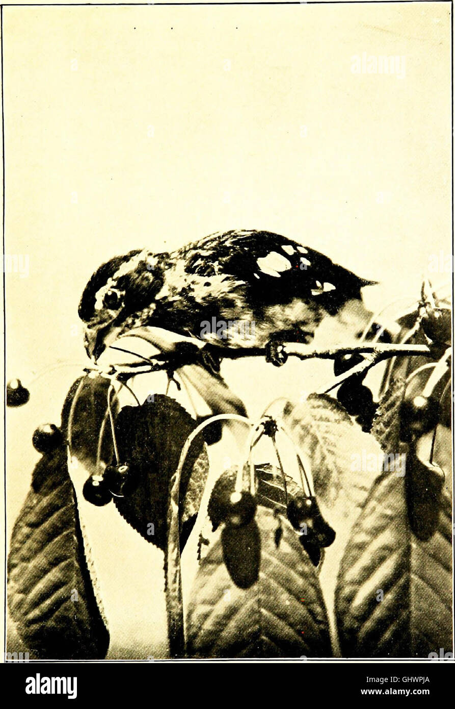 Cover of the 1900 publication 'Bird Homes,' detailing nests, eggs, and ...