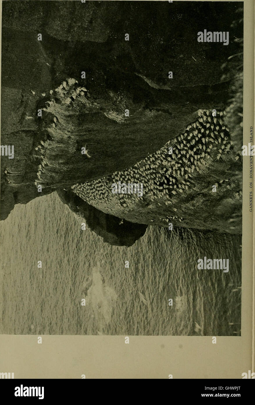 This 1899 journal focuses on ornithology, providing articles and ...