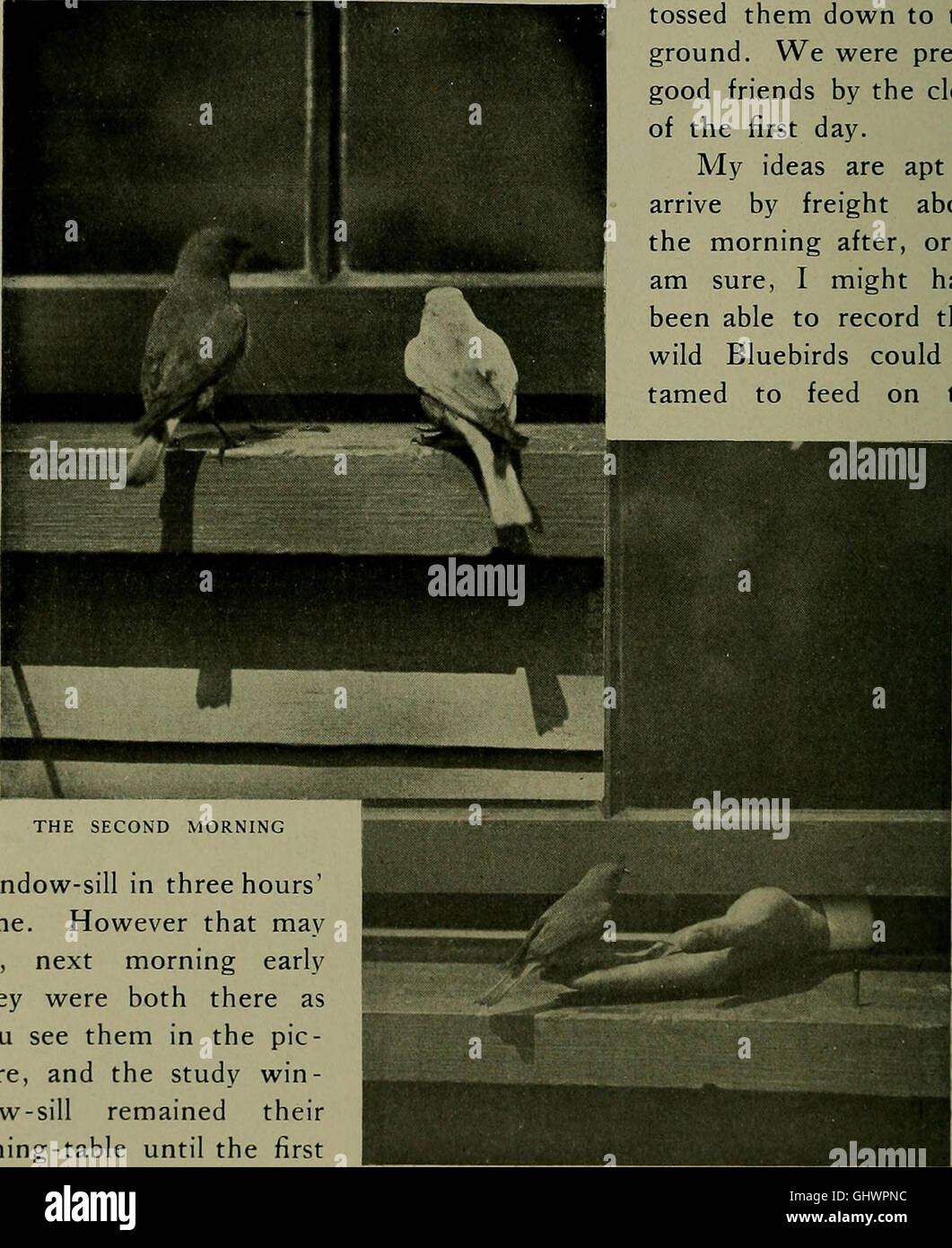 A 1904 publication focused on ornithology, featuring various articles ...