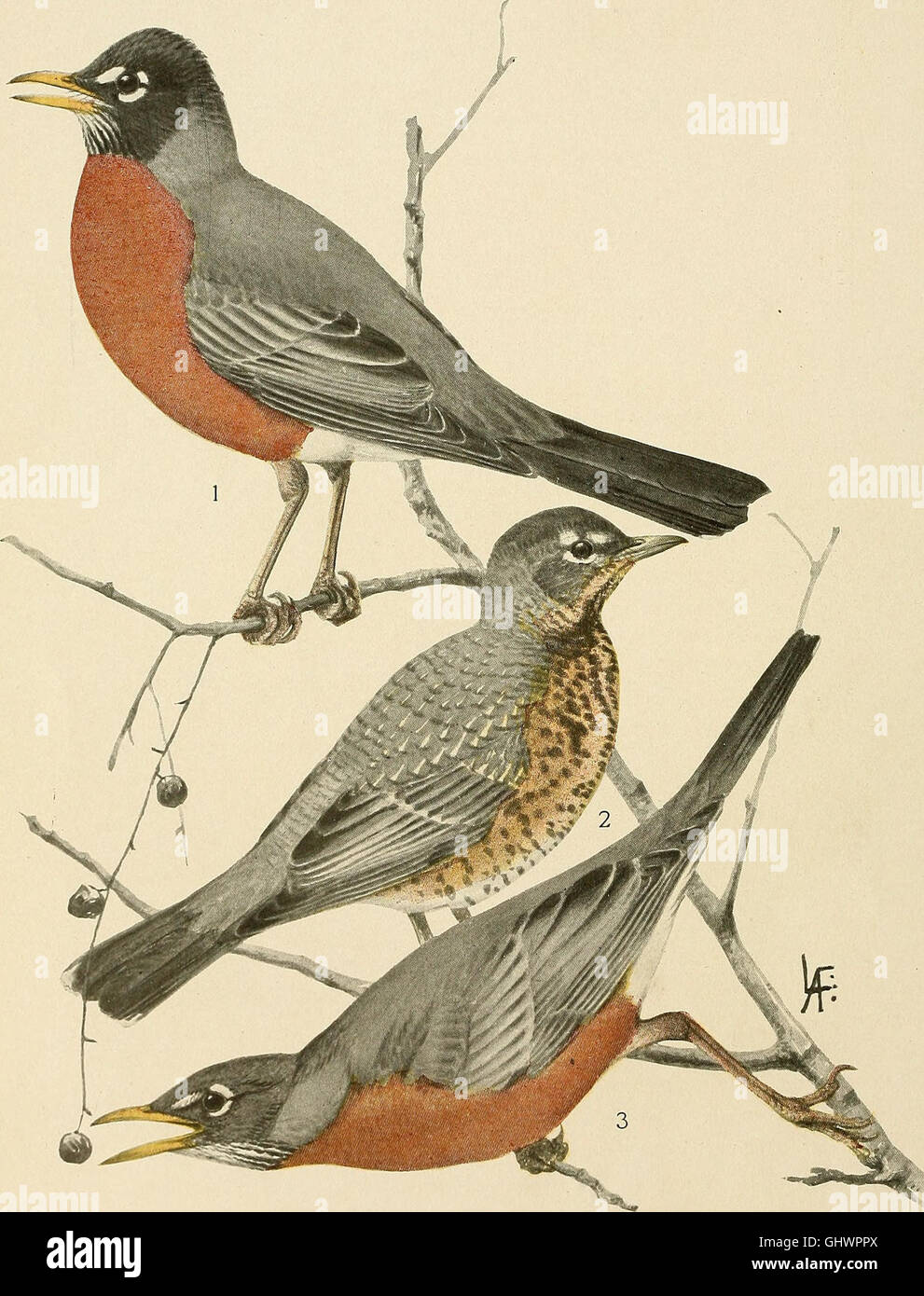 This 1907 publication covers the study of birds, focusing on their ...
