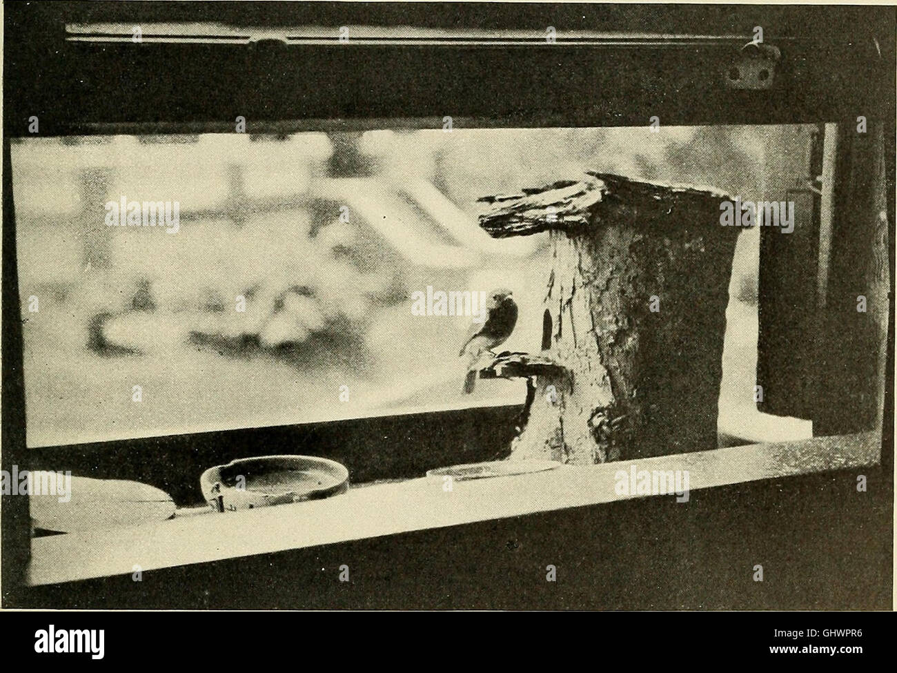 'Bird Lore' (1907) is a publication that explores the study of birds ...