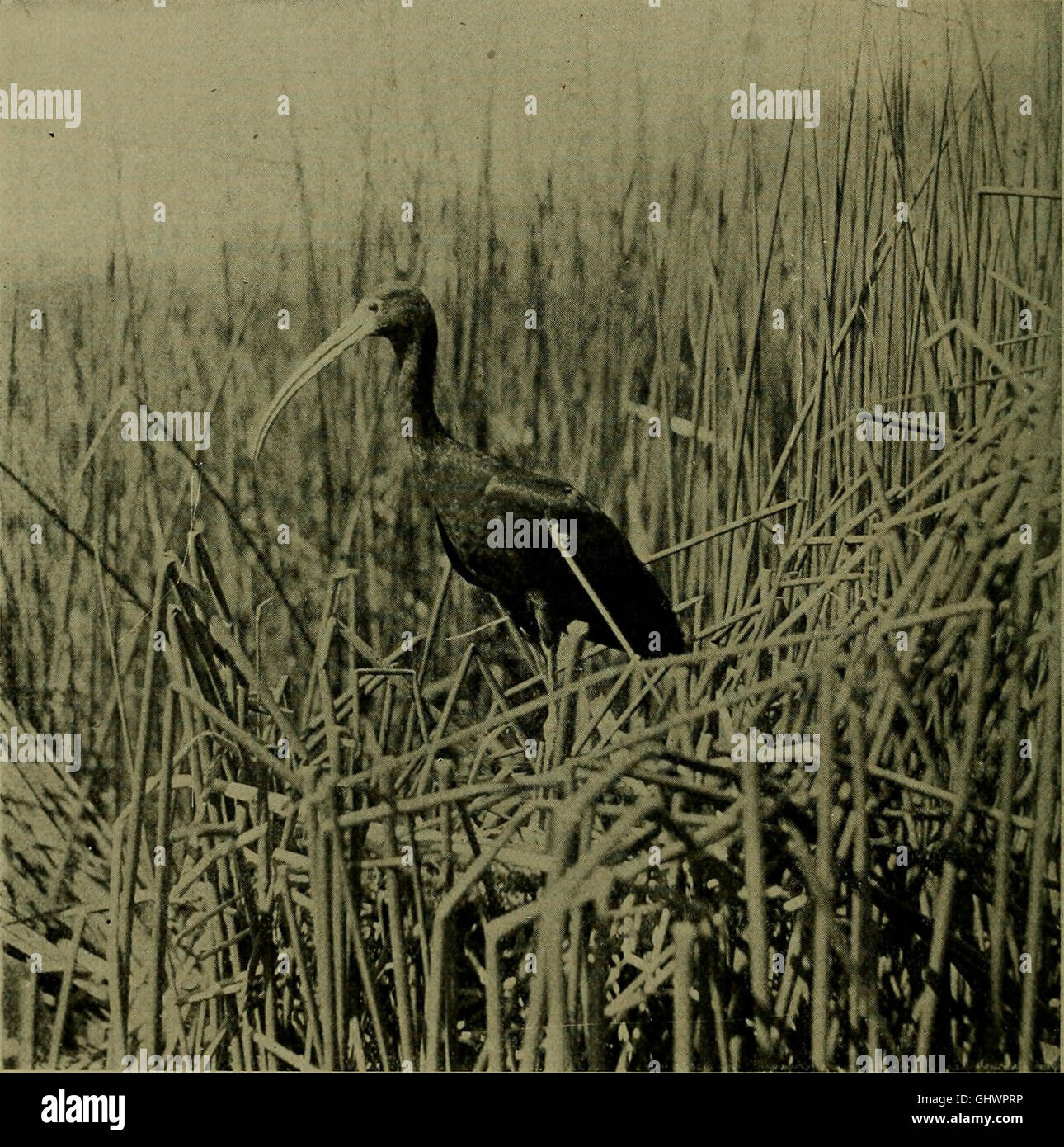 A 1908 publication focused on the study of birds, covering their habits ...