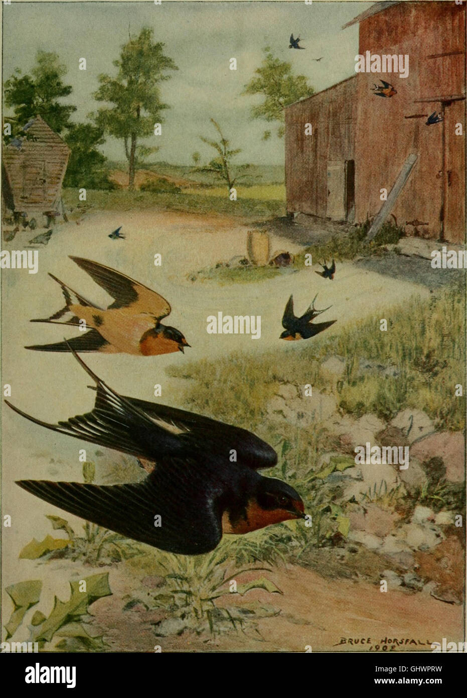 A 1908 publication dedicated to the study of birds, featuring articles ...
