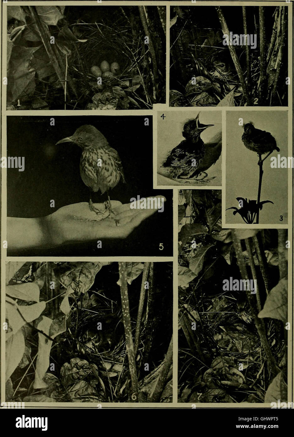 'Bird Lore' (1908) is a periodical that discusses various aspects of ...