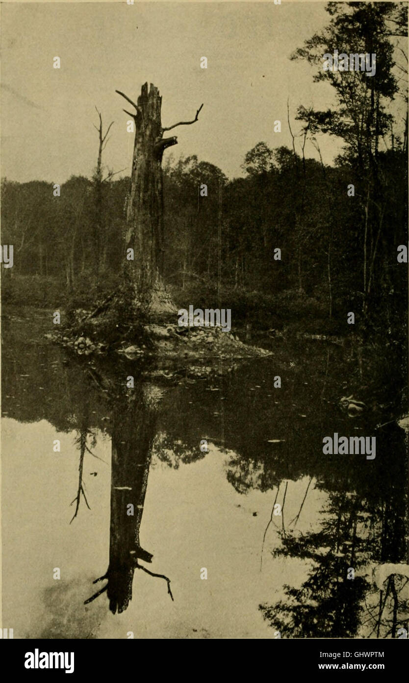 'Bird Lore' (1909) is a publication dedicated to birdwatching and the ...